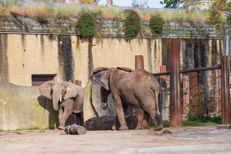 Zoo Basel gibt Elefanten ab – neue Herde ab Mai erwartet - Prime News